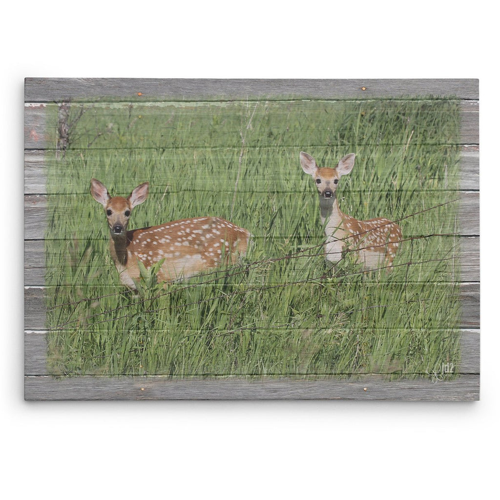 Seeing Double - Canvas Print of Twin Fawns – Jennifer Ditterich Designs